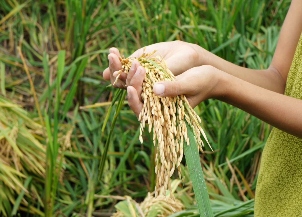 How can Vertical Farming Aid Food Security During a Global Food Crisis? ⋆ VERTIKIT