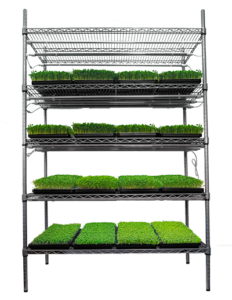 Microgreens Grow System With LED Lights | VERTIKIT