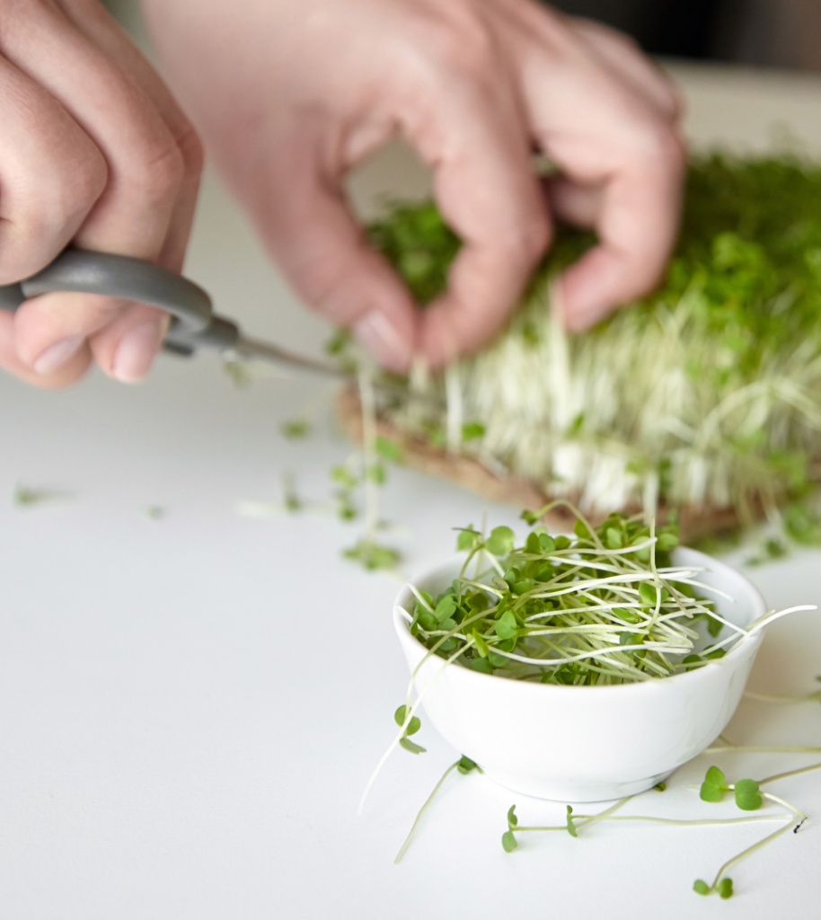 How and When to Harvest Microgreens ⋆ VERTIKIT