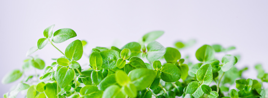 How to Store Microgreens After Harvest ⋆ VERTIKIT