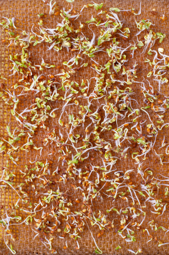 Should You Soak Your Seeds? ⋆ VERTIKIT