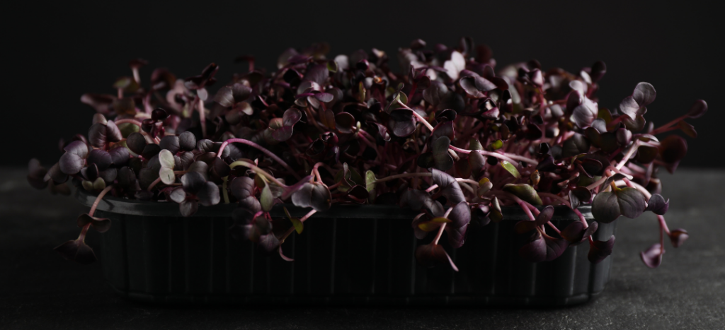 Blackout Periods for Microgreens ⋆ VERTIKIT