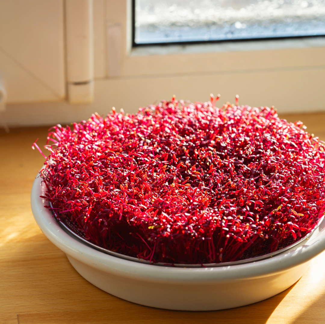 Amaranth ⋆ VERTIKIT