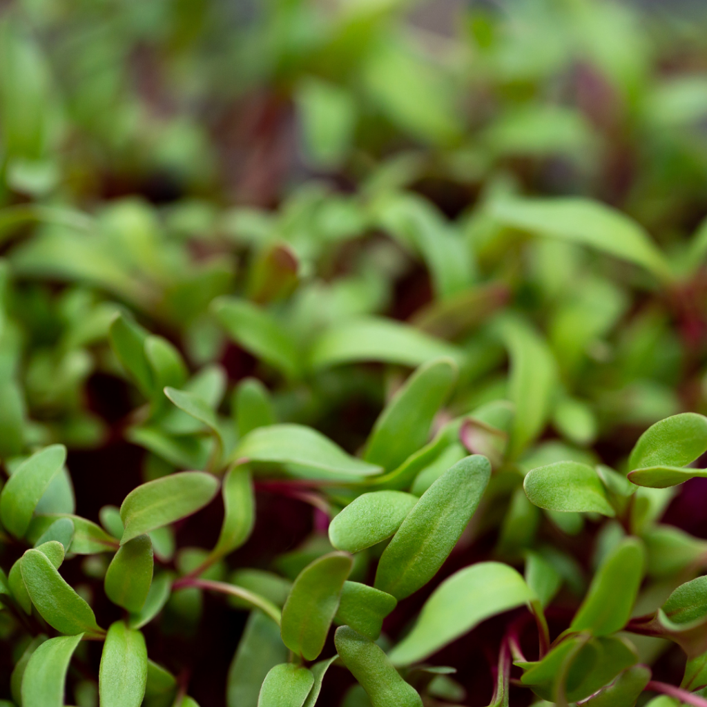 Microgreens ⋆ VERTIKIT
