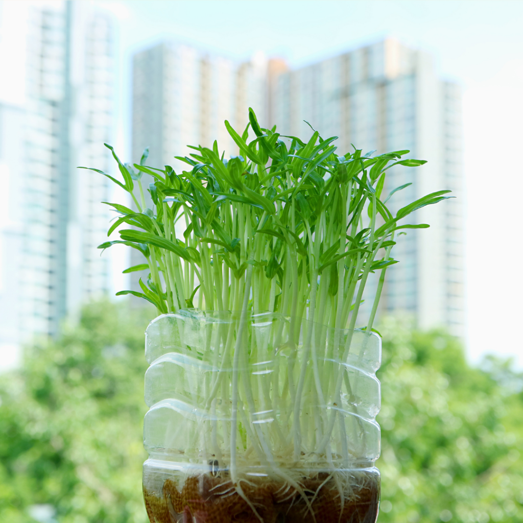 Spinach ⋆ VERTIKIT