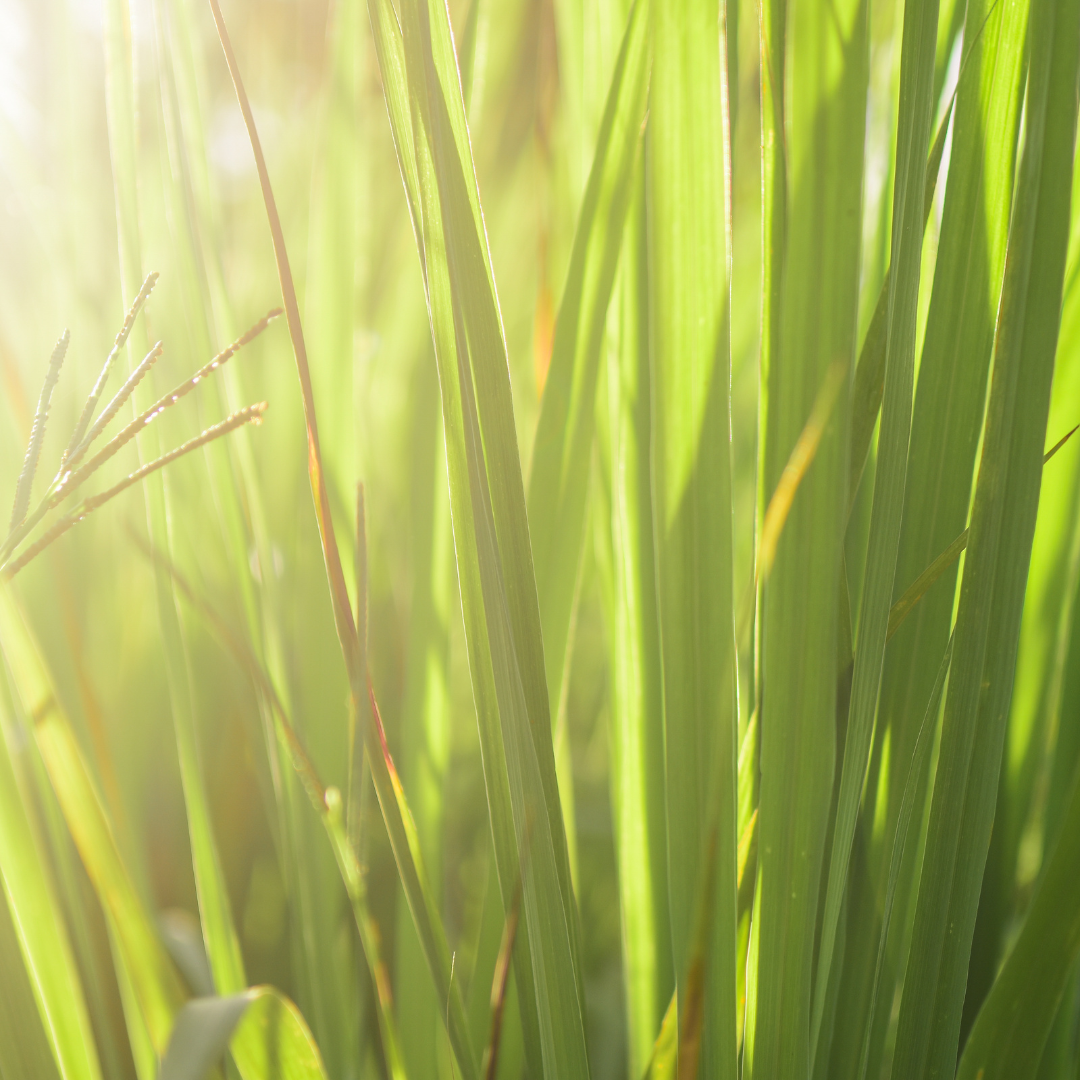 Herbs and Spices ⋆ VERTIKIT