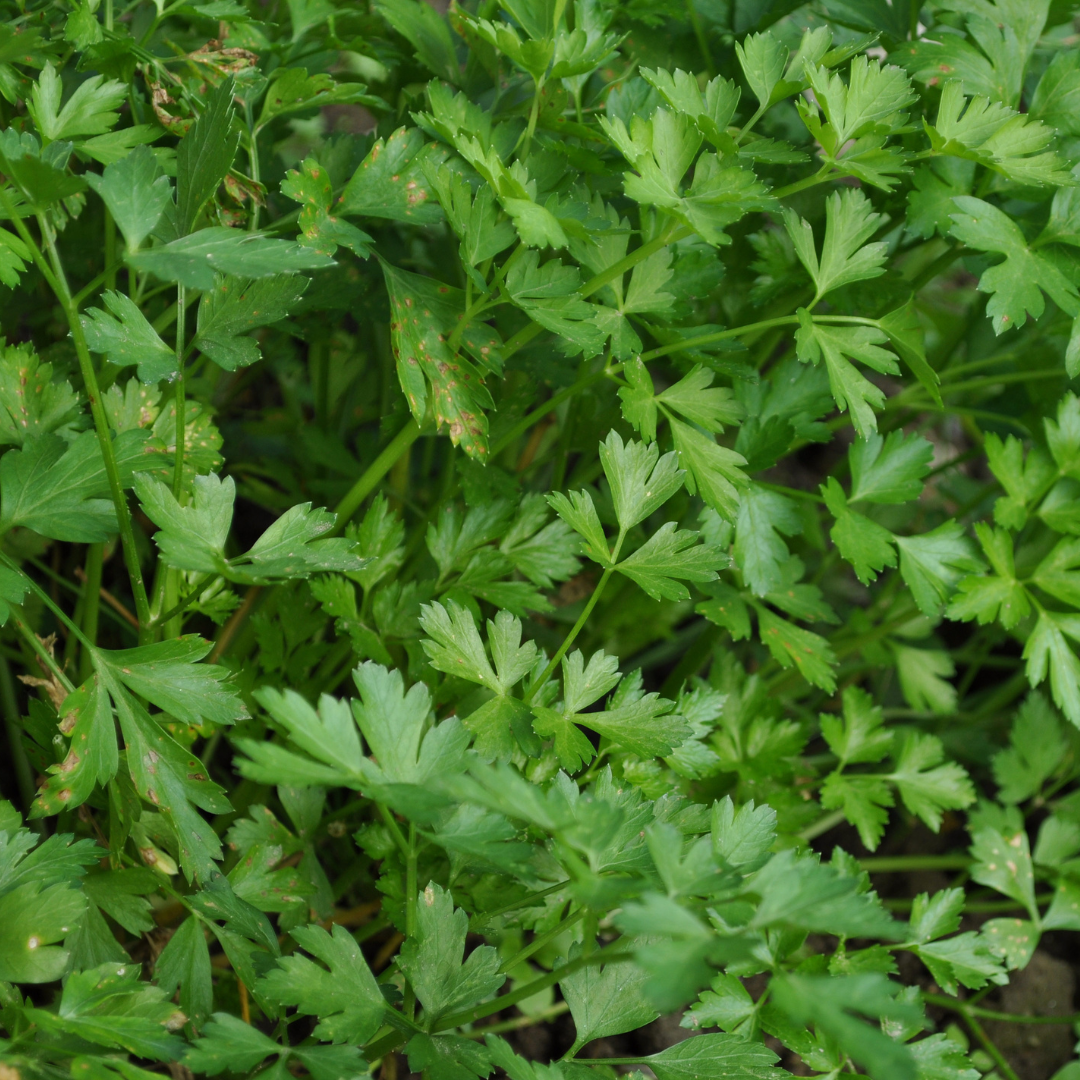 Herbs and Spices ⋆ VERTIKIT