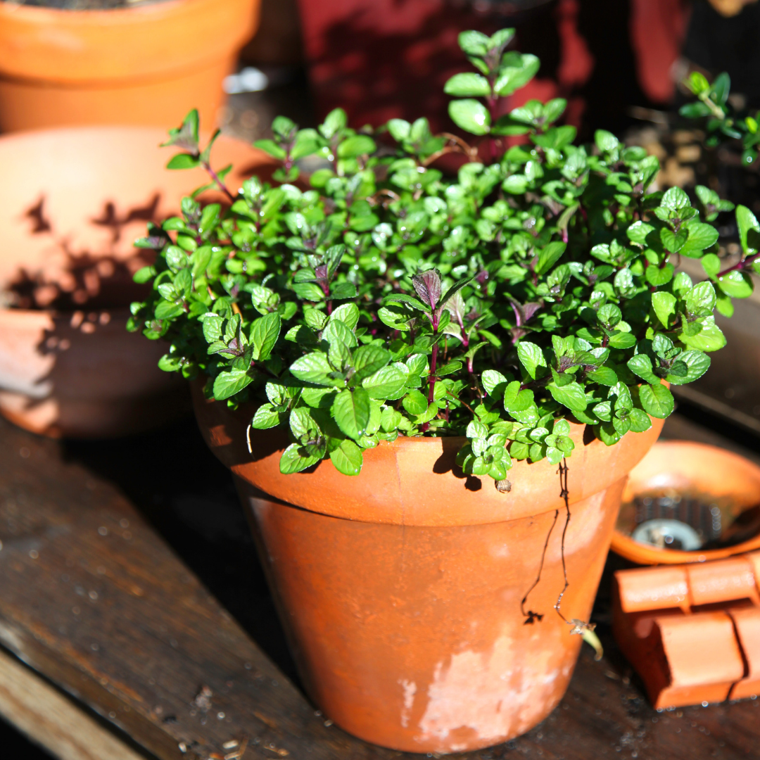 Spearmint ⋆ VERTIKIT