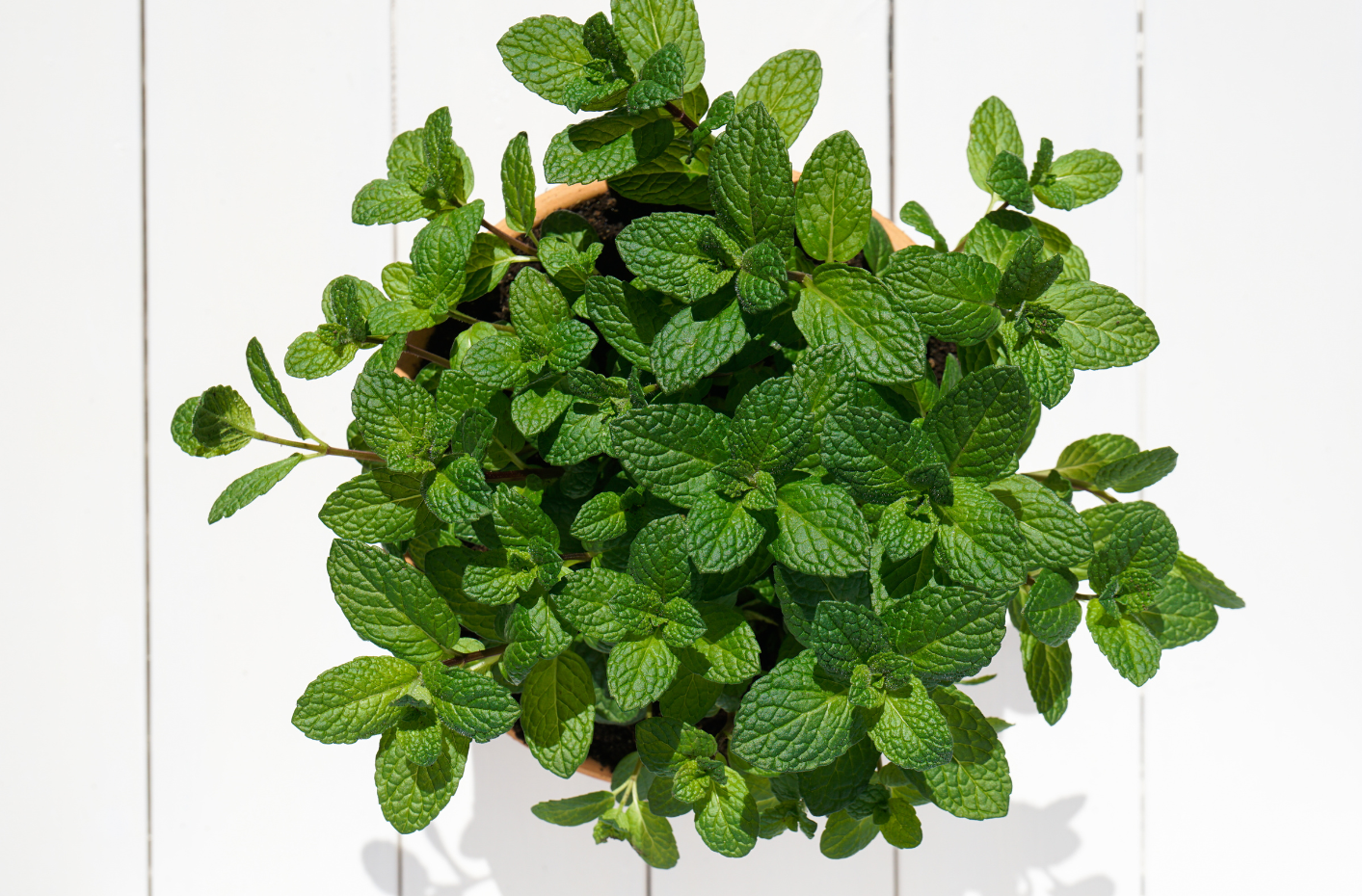 Spearmint ⋆ VERTIKIT